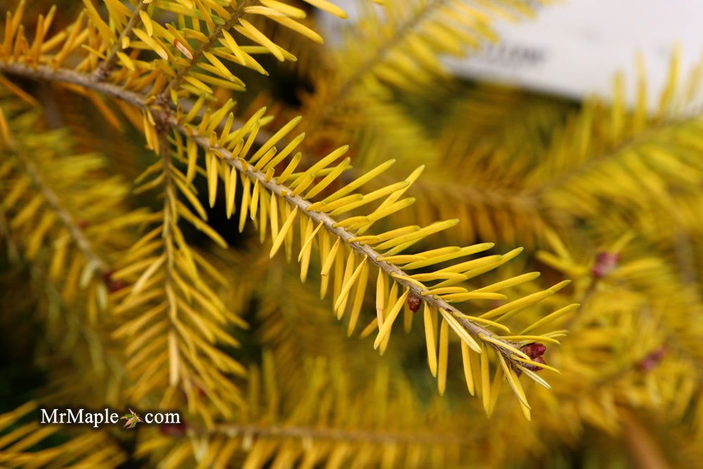 Buy Abies balsamea 'Eugene's Yellow' Dwarf Spreading Balsam Fir — Mr ...
