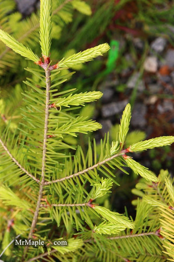 Buy Abies balsamea 'Eugene's Yellow' Dwarf Spreading Balsam Fir — Mr ...