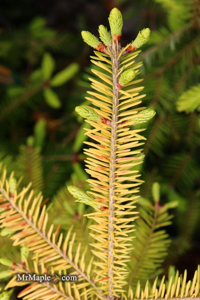 Buy Abies balsamea 'Eugene's Yellow' Dwarf Spreading Balsam Fir — Mr ...