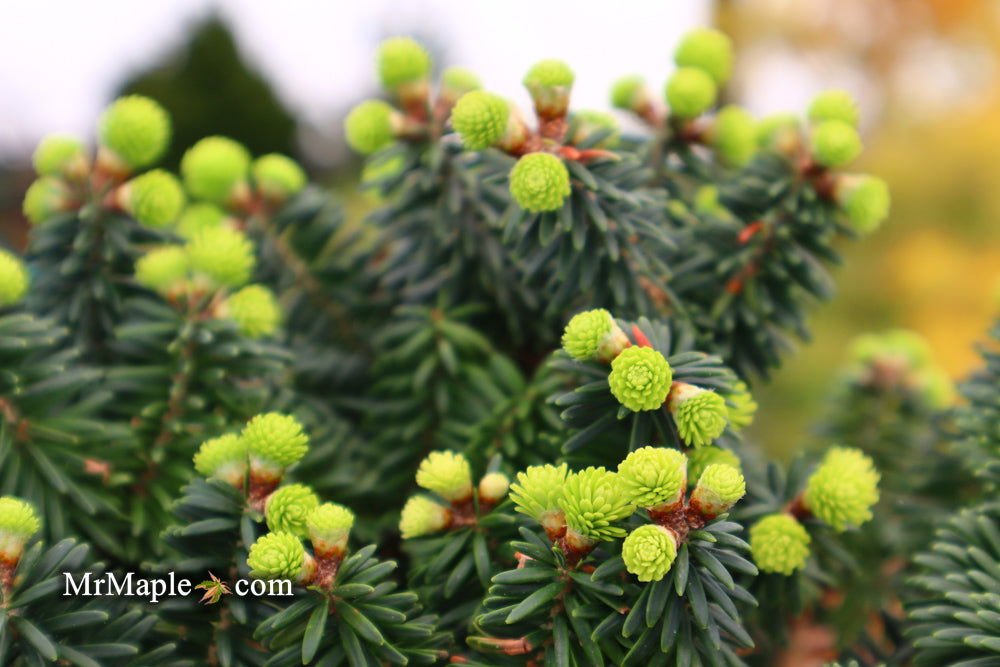 Buy Abies balsamea 'Piccolo' Balsam Fir — Mr Maple │ Buy Japanese Maple ...