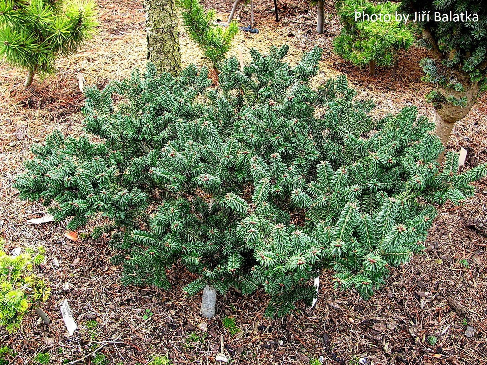 Buy Abies balsamea 'Piccolo' Balsam Fir — Mr Maple │ Buy Japanese Maple ...