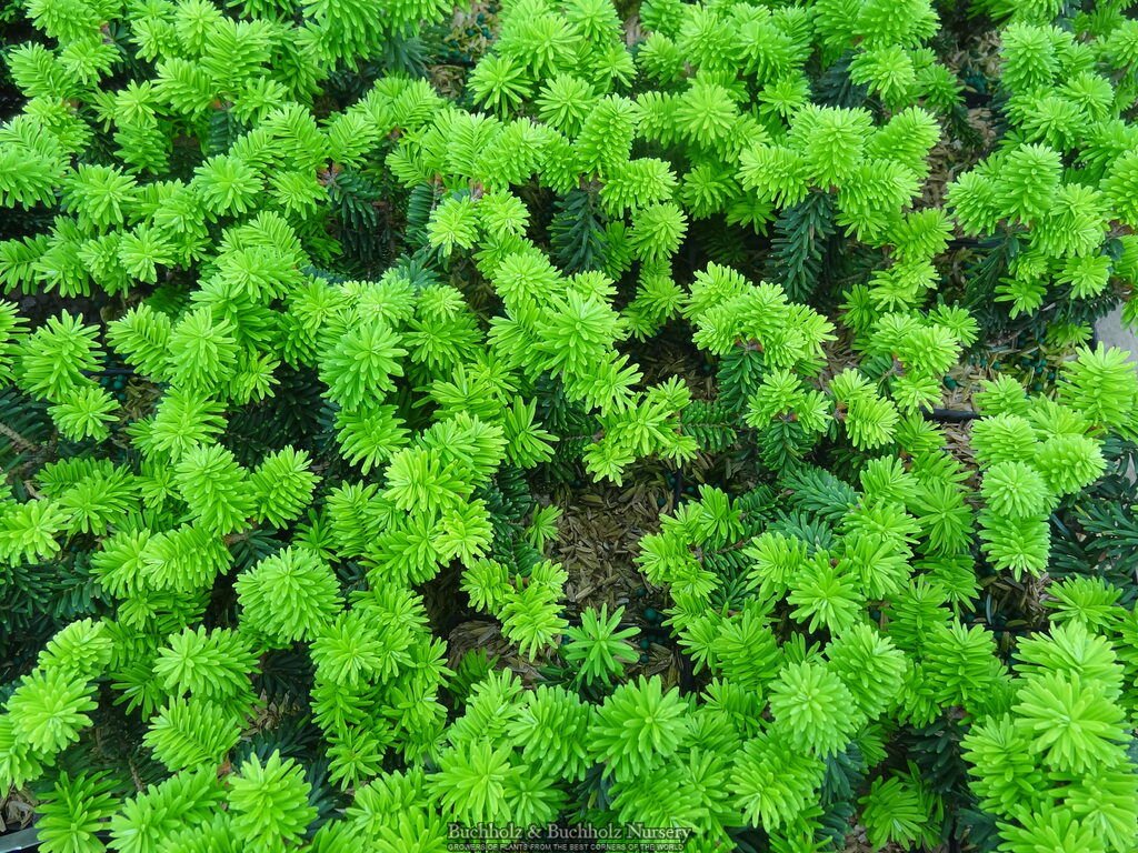 Buy Abies balsamea 'Piccolo' Balsam Fir — Mr Maple │ Buy Japanese Maple ...