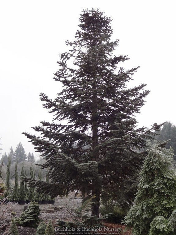 Products — Mr Maple │ Buy Japanese Maple Trees