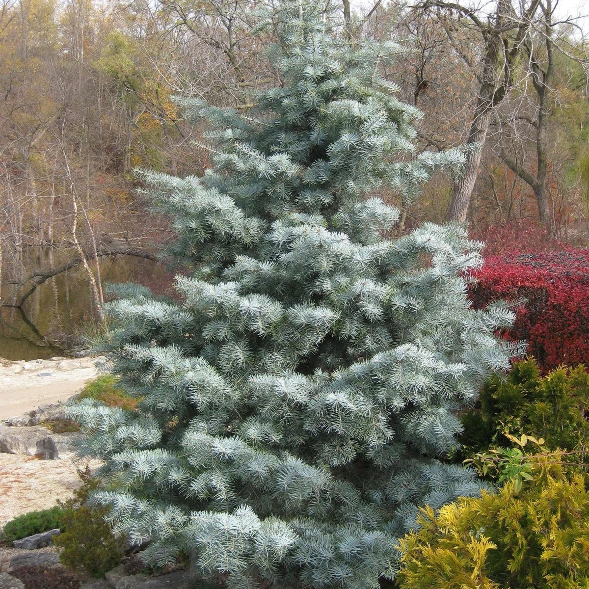 abies concolor