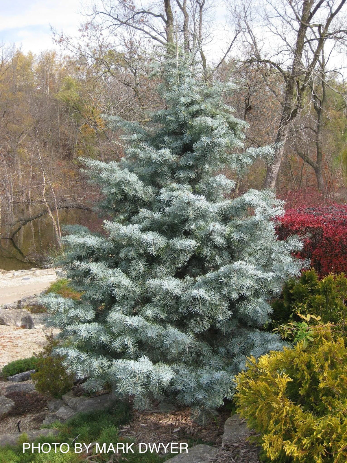 Buy Abies concolor 'Blue Cloak' White Fir — Mr Maple │ Buy Japanese ...