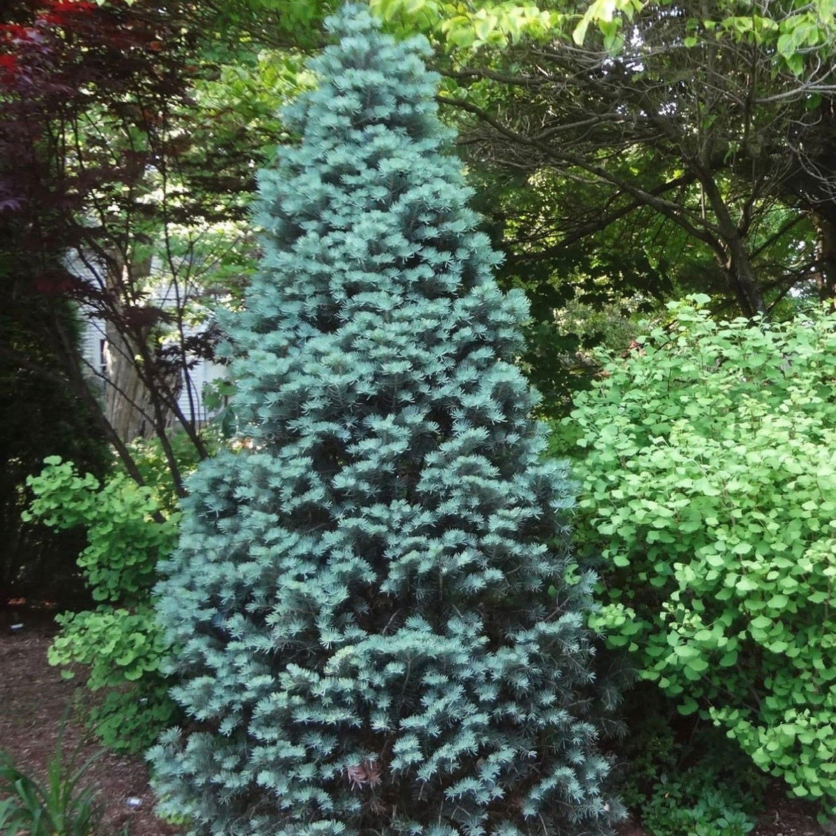 abies concolor