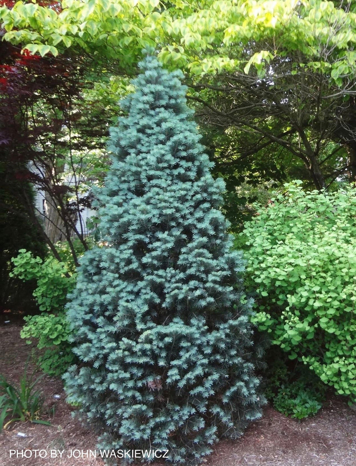 Buy Abies concolor 'Compacta' White Fir — Mr Maple │ Buy Japanese Maple ...