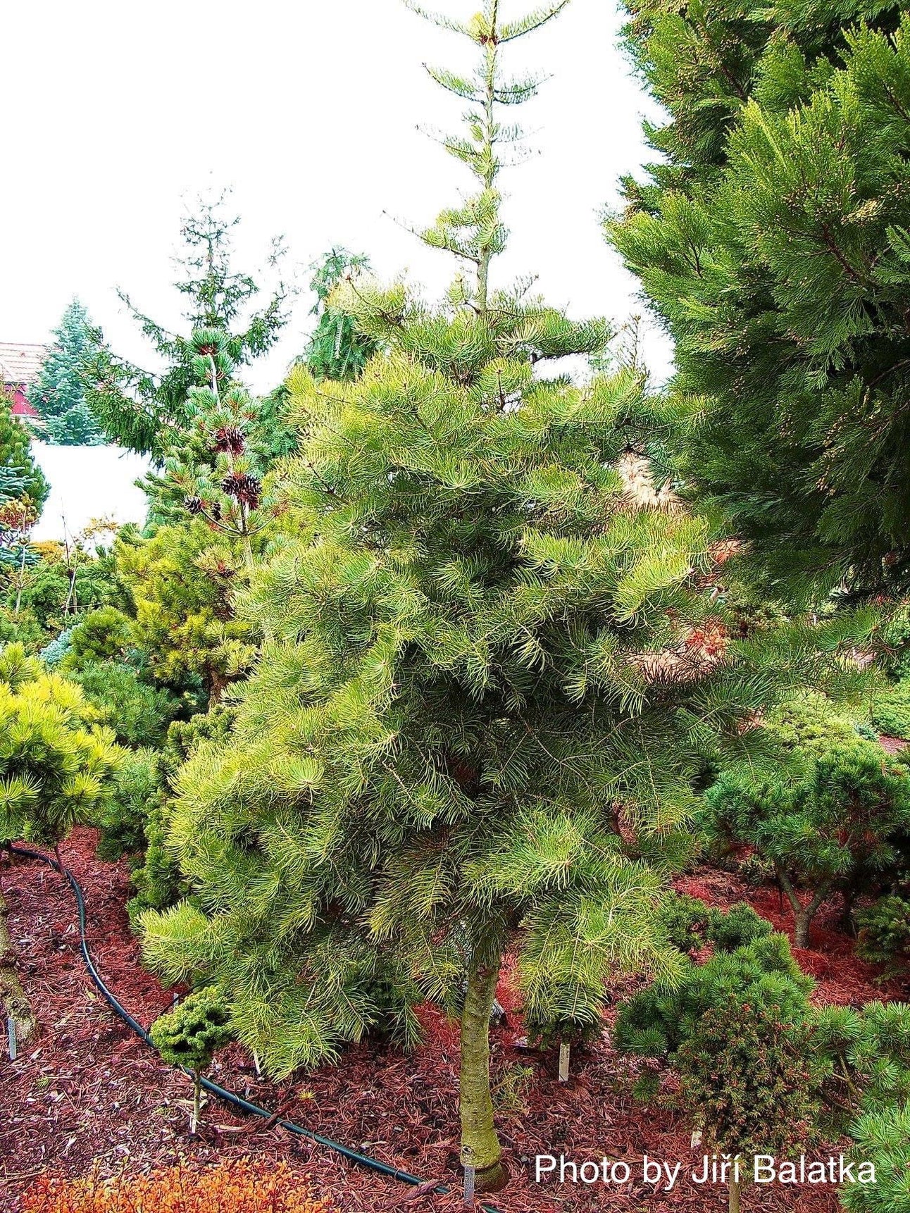 Buy Abies concolor 'Wintergold' Golden White Fir — Mr Maple │ Buy ...