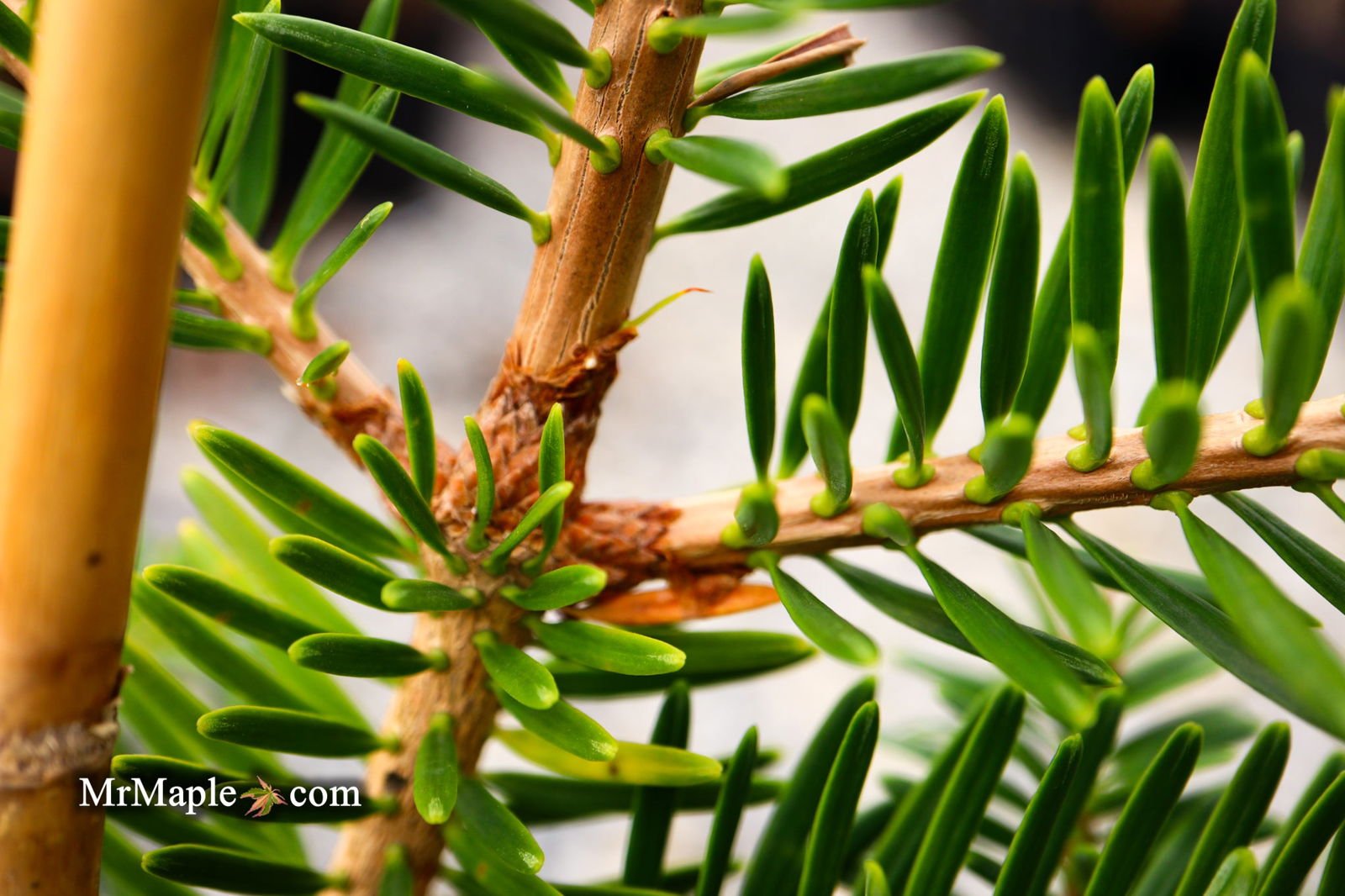 Buy Abies firma 'Halgren' Japanese Fir — Mr Maple │ Buy Japanese Maple ...