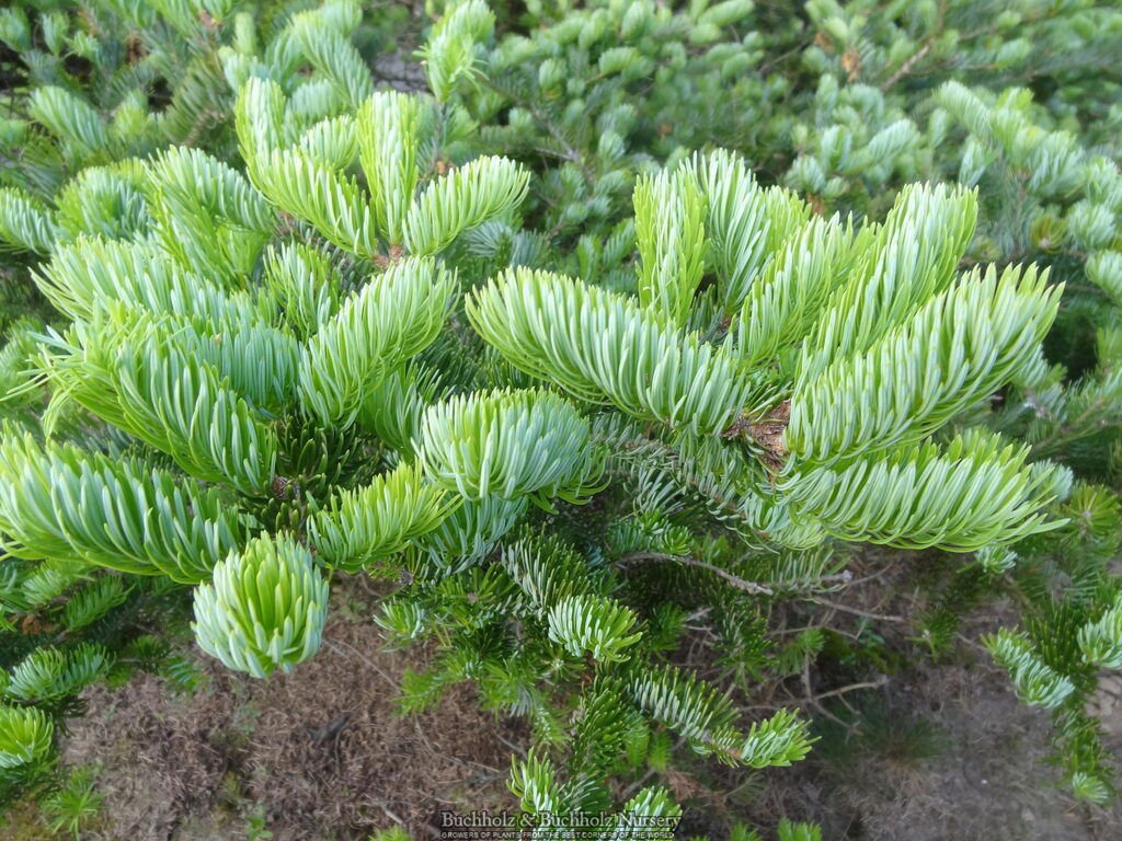 Buy Abies holophylla Manchurian Fir — Mr Maple │ Buy Japanese Maple Trees