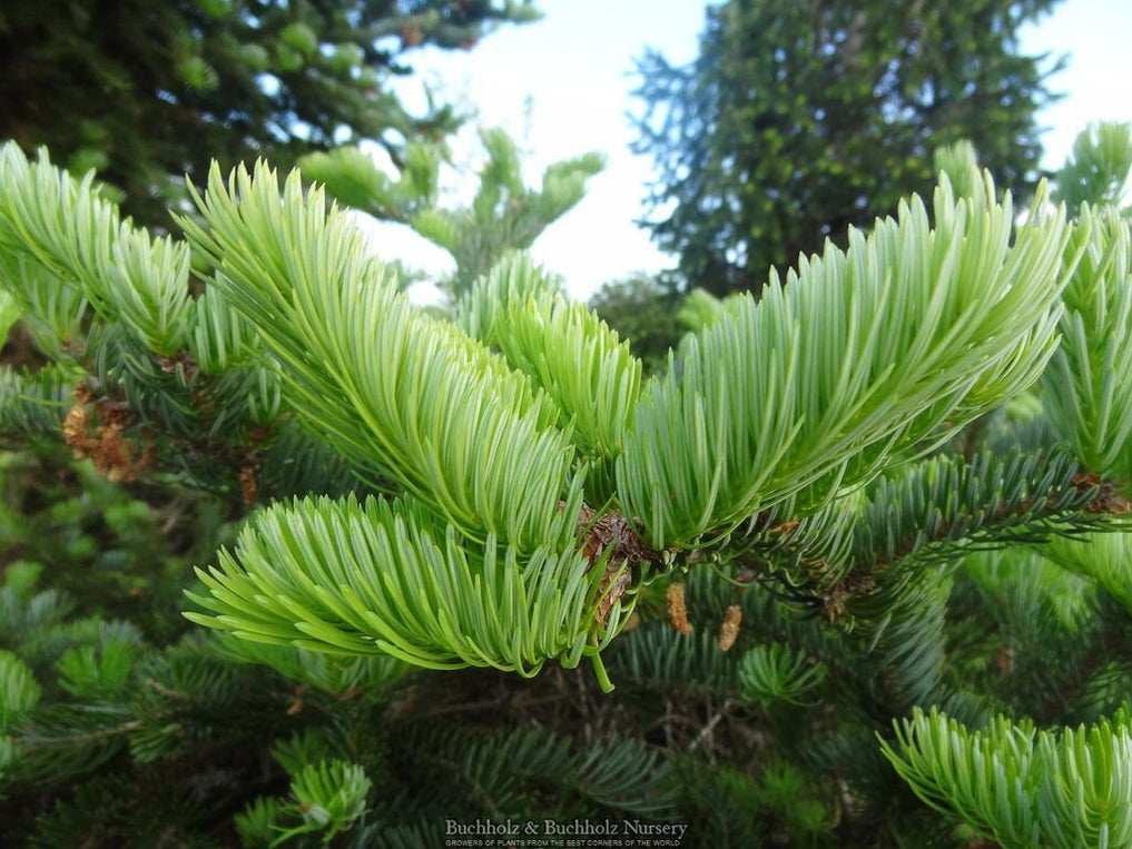 Buy Abies holophylla Manchurian Fir — Mr Maple │ Buy Japanese Maple Trees