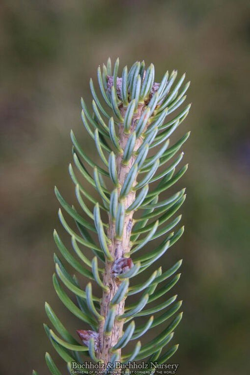 Buy Abies holophylla Manchurian Fir — Mr Maple │ Buy Japanese Maple Trees