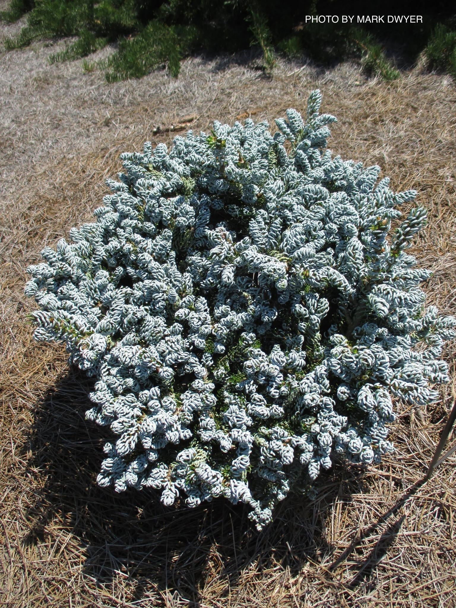 Buy Abies koreana 'Kohout’s Icebreaker' Korean Fir — Mr Maple │ Buy ...