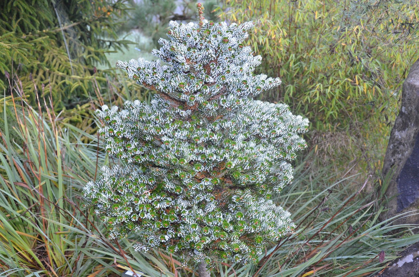 Buy Abies koreana 'Kohout’s Icebreaker' Korean Fir — Mr Maple │ Buy ...