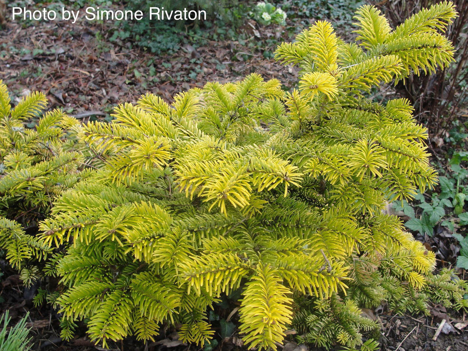 Buy Abies nordmaniana 'Golden Spreader' Nordmann Fir — Mr Maple │ Buy ...
