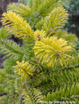 Buy Abies nordmaniana 'Golden Spreader' Nordmann Fir — Mr Maple │ Buy ...