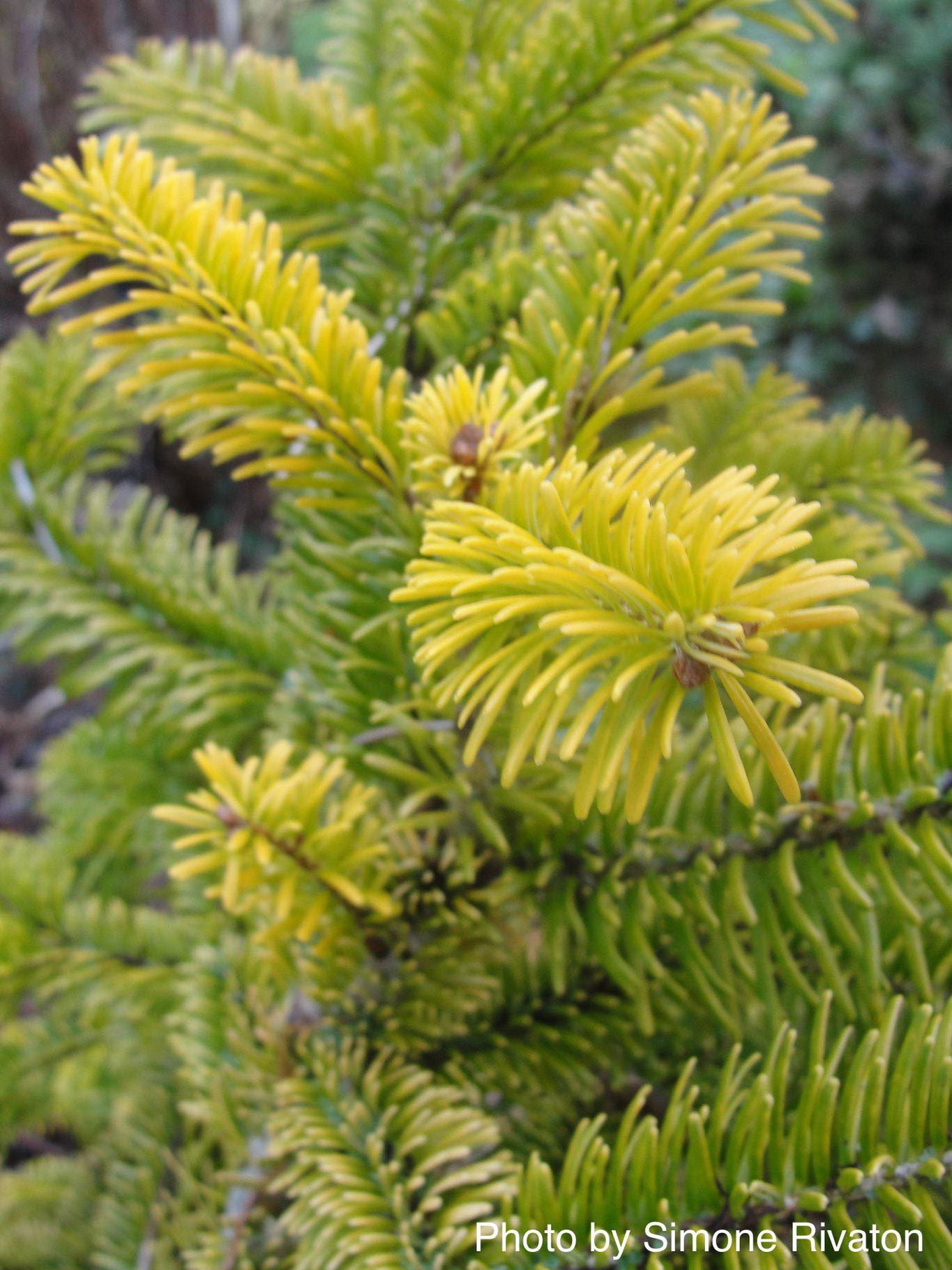 Buy Abies nordmaniana 'Golden Spreader' Nordmann Fir — Mr Maple │ Buy ...