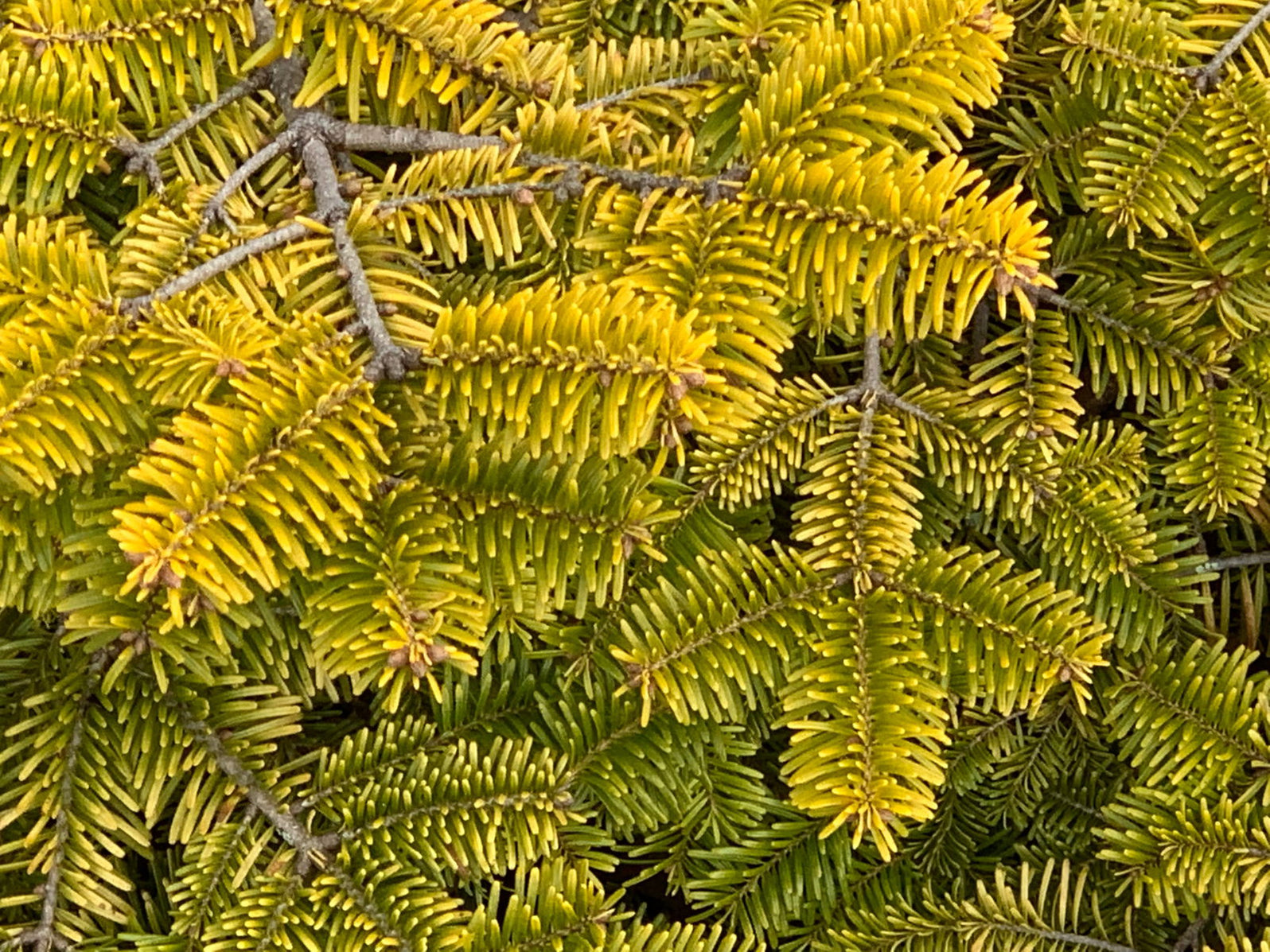 Buy Abies nordmaniana 'Golden Spreader' Nordmann Fir — Mr Maple │ Buy ...