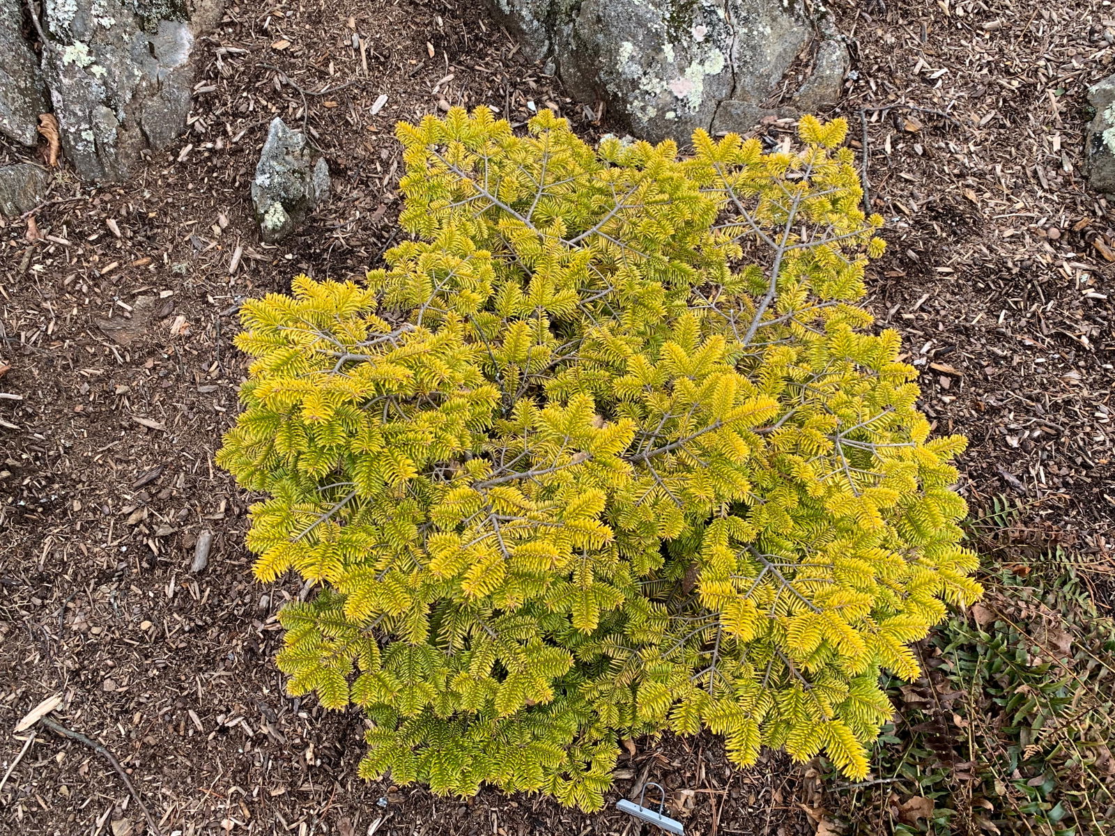 Buy Abies nordmaniana 'Golden Spreader' Nordmann Fir — Mr Maple │ Buy ...