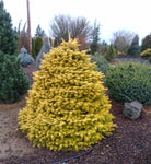 Buy Abies nordmaniana 'Golden Spreader' Nordmann Fir — Mr Maple │ Buy ...