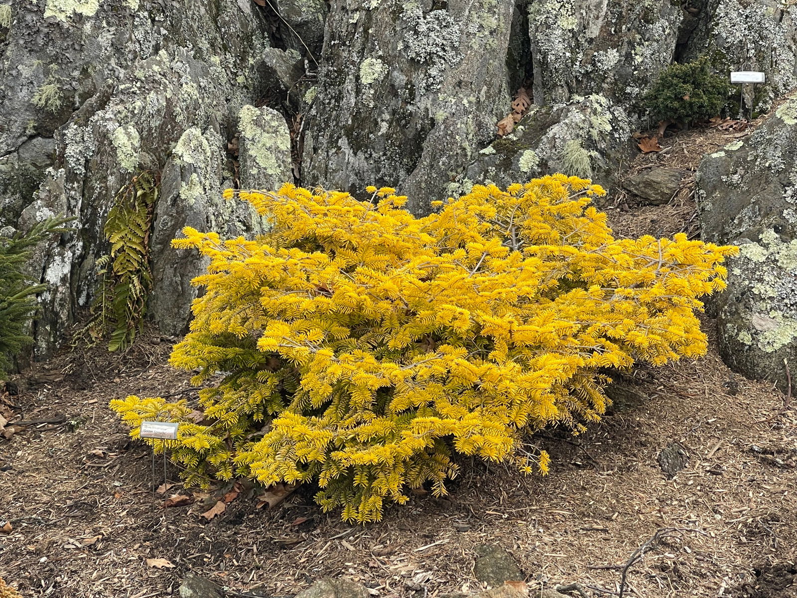 Buy Abies nordmaniana 'Golden Spreader' Nordmann Fir — Mr Maple │ Buy ...