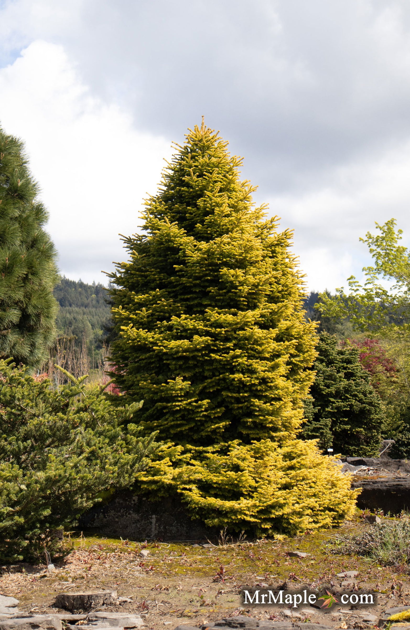 Buy Abies nordmaniana 'Golden Spreader' Nordmann Fir — Mr Maple │ Buy ...