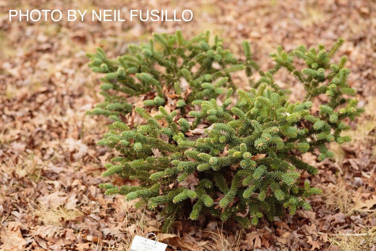 Buy Abies pinsapo 'Aurea' Golden Spanish Fir — Mr Maple │ Buy Japanese ...