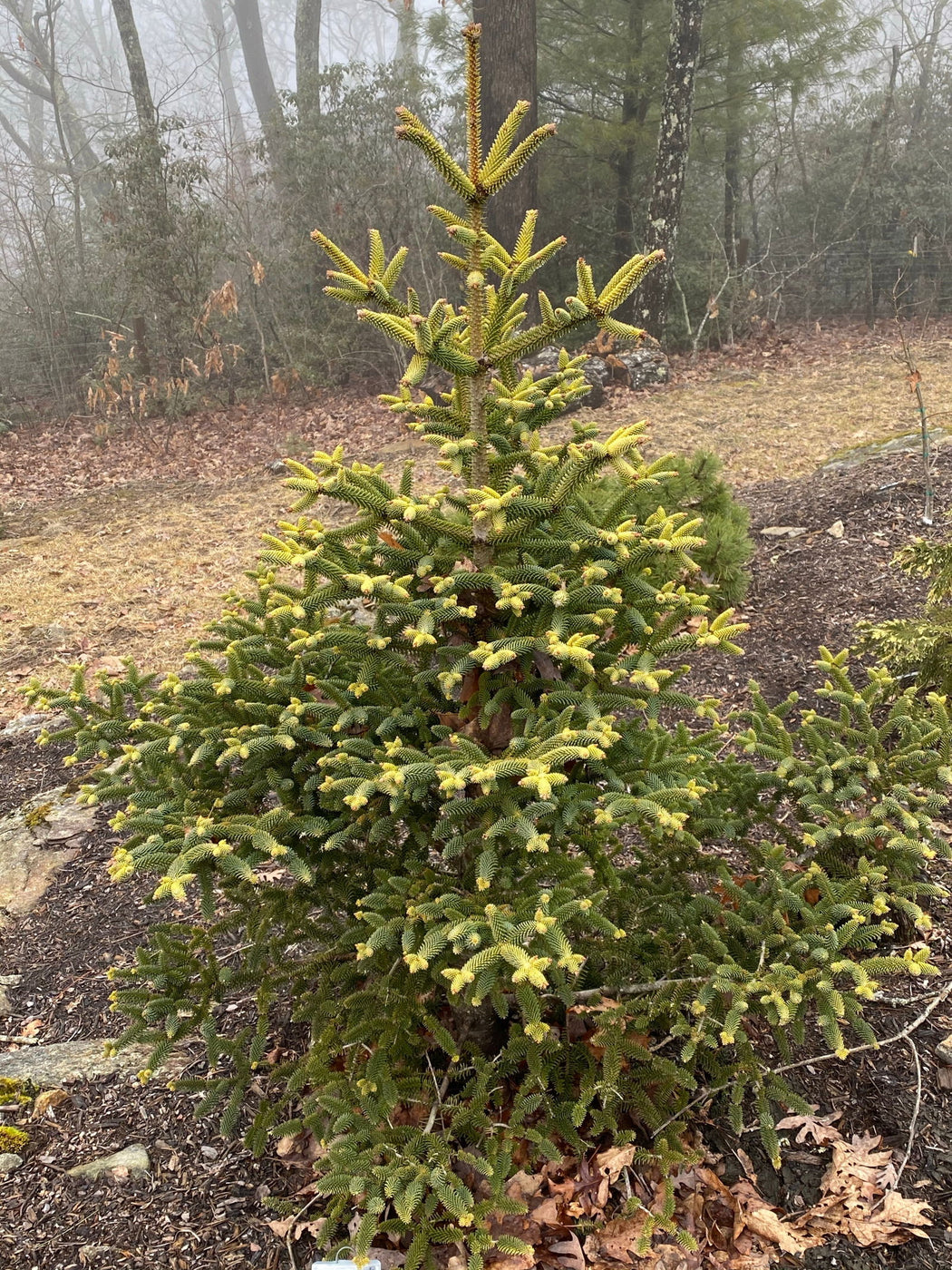 Buy Abies pinsapo 'Aurea' Golden Spanish Fir — Mr Maple │ Buy Japanese ...