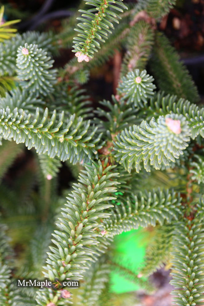 Buy Abies pinsapo 'Fastigiata' Golden Spanish Fir — Mr Maple │ Buy ...