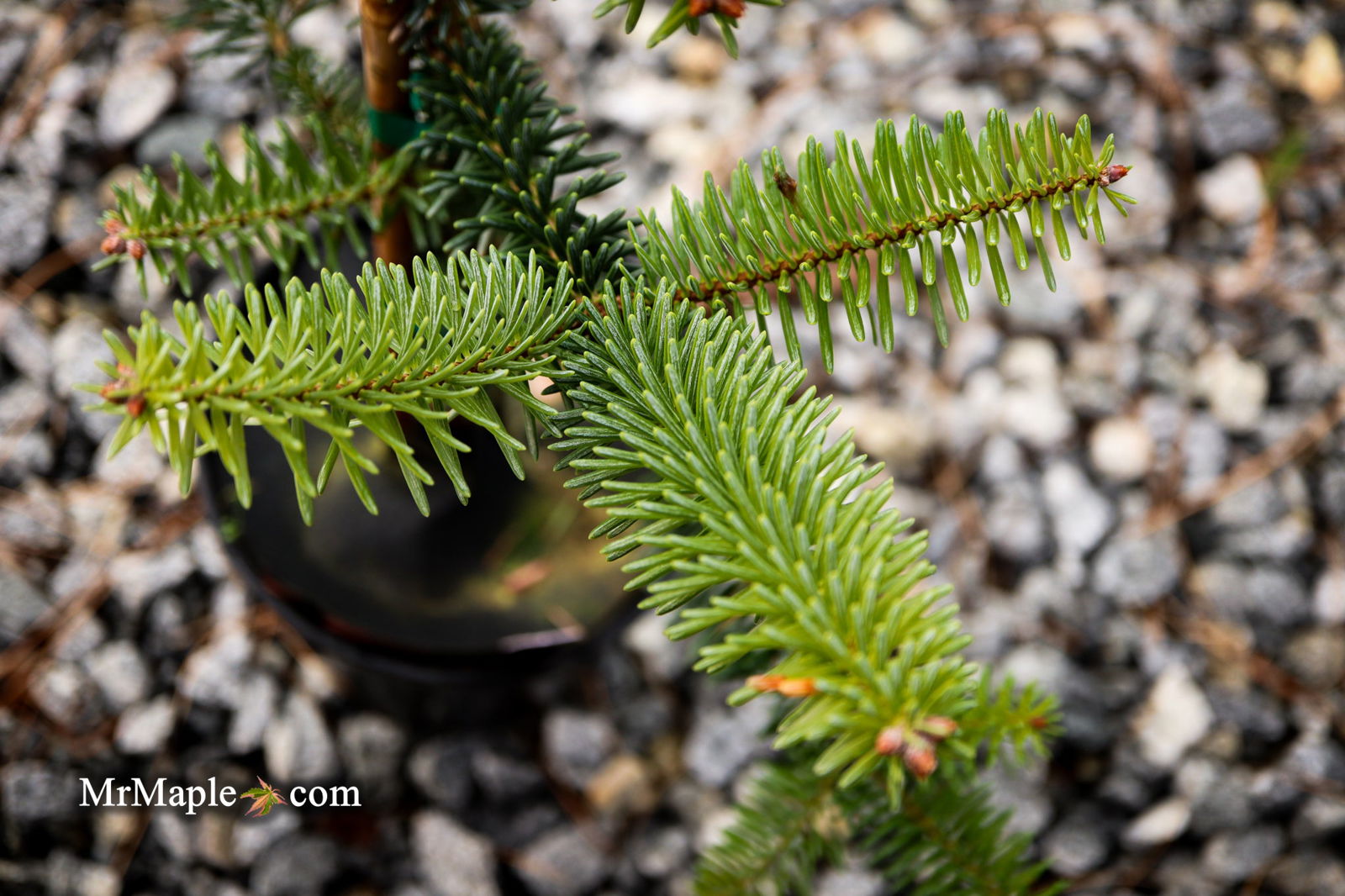 Buy Abies pinsapo 'Soltan' Golden Spanish Fir — Mr Maple │ Buy Japanese ...