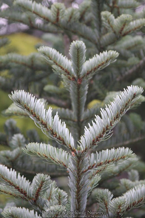 Buy Abies veitchii 'Glauca' Blue Fir — Mr Maple │ Buy Japanese Maple Trees