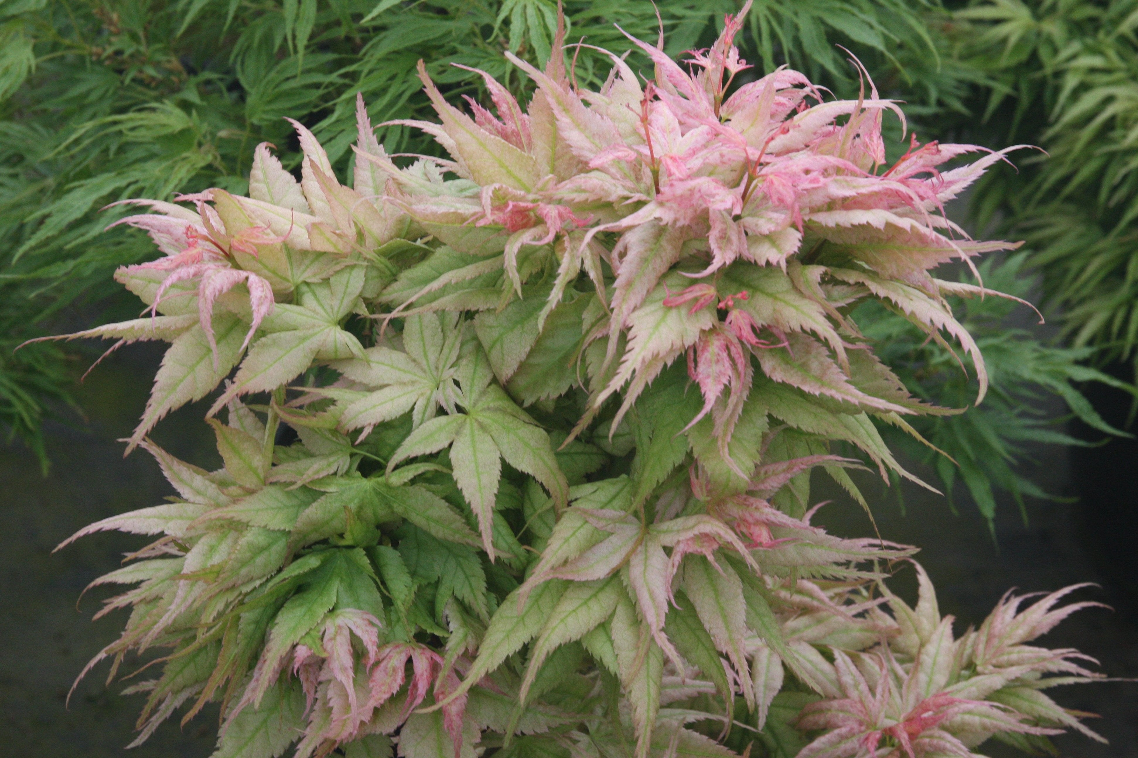 Buy Acer palmatum 'Japanese Princess' Dwarf Japanese Maple — Mr Maple ...