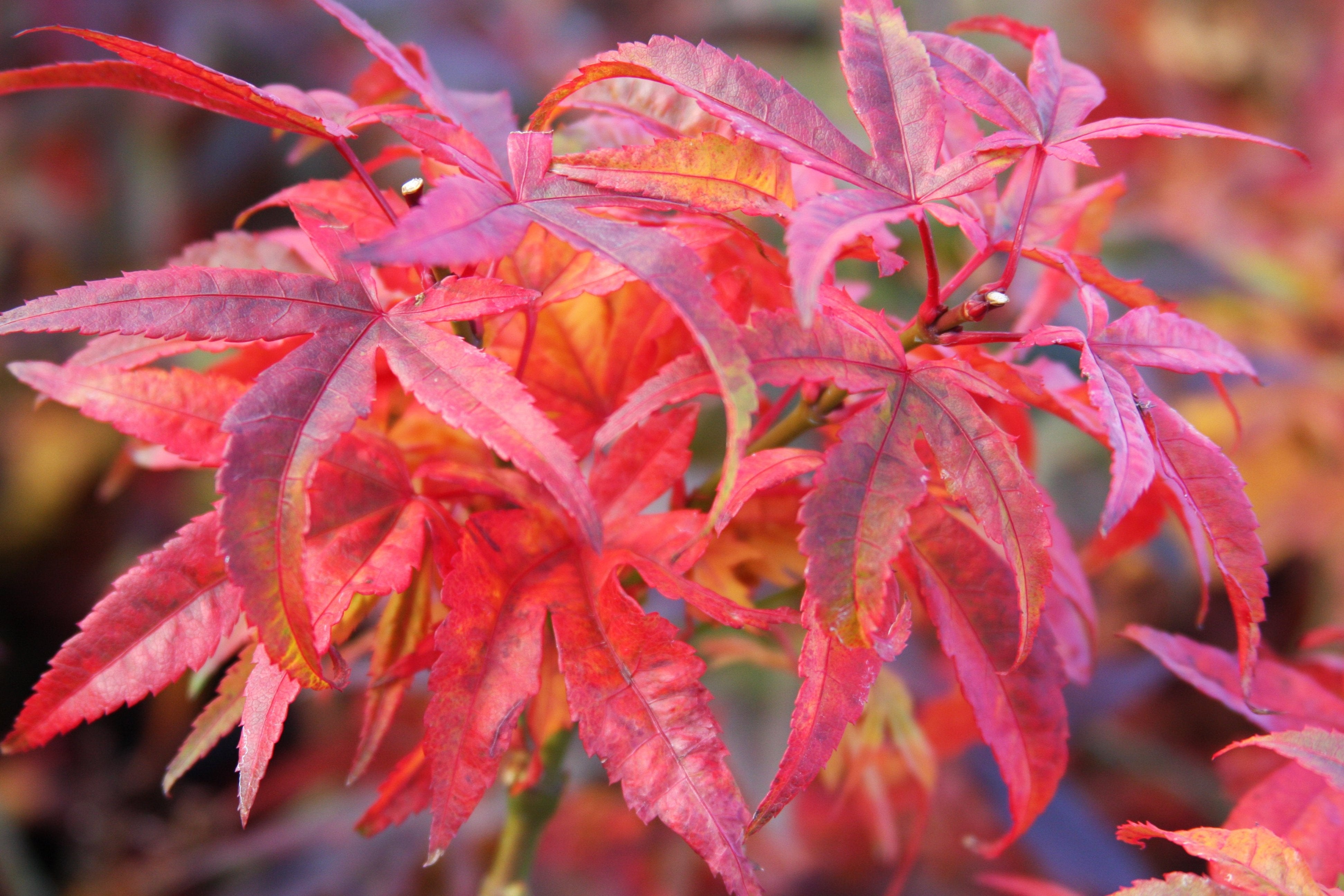 Buy Acer palmatum 'Japanese Princess' Dwarf Japanese Maple — Mr Maple ...