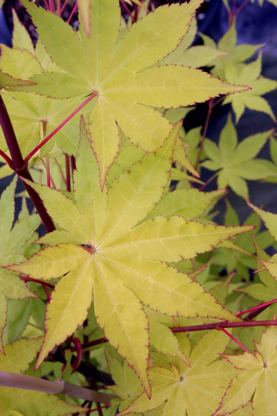 Buy Acer palmatum 'Summer Gold' Japanese Maple — Mr Maple │ Buy ...