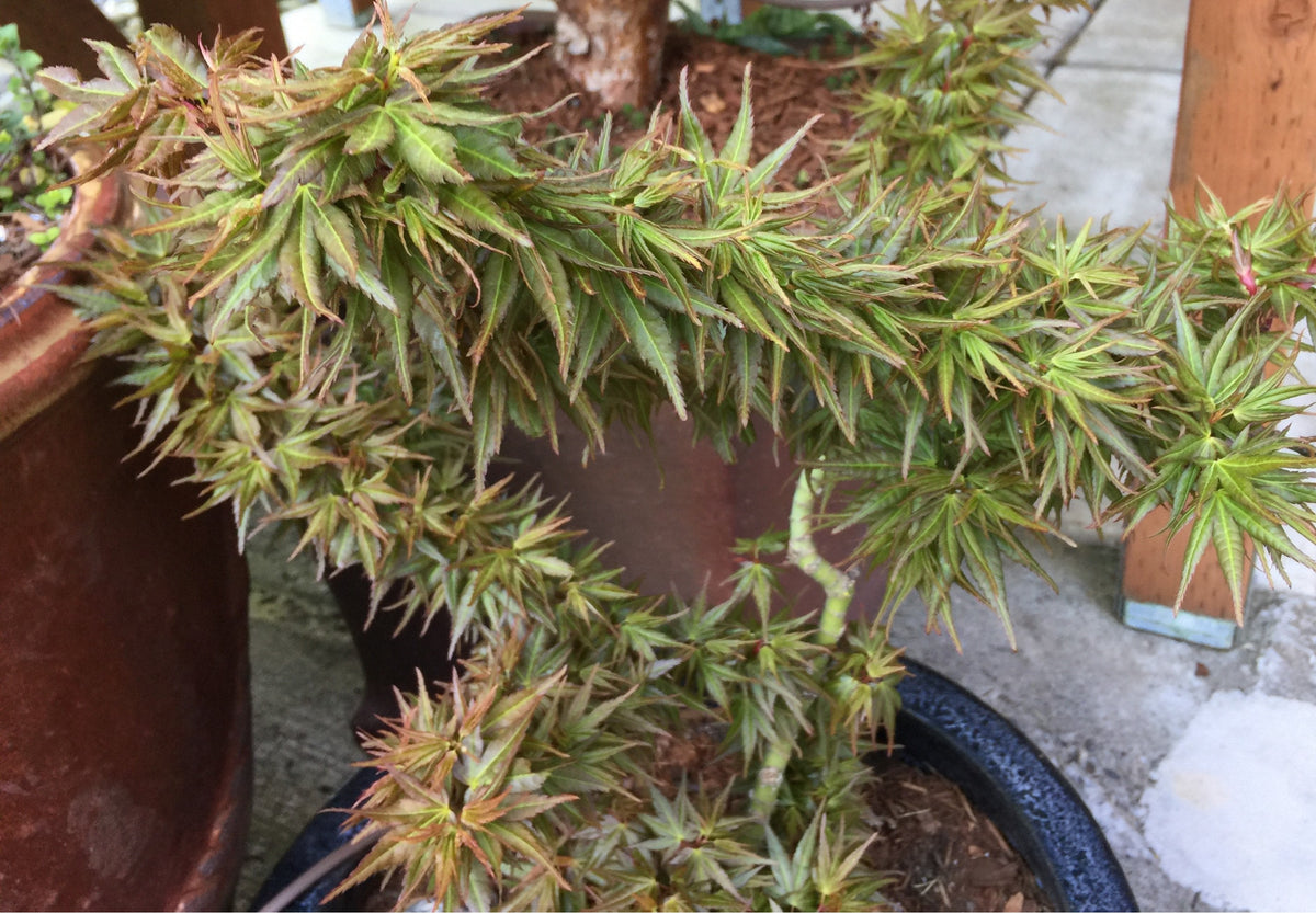 Mr. Miyagi — Mr Maple │ Buy Japanese Maple Trees