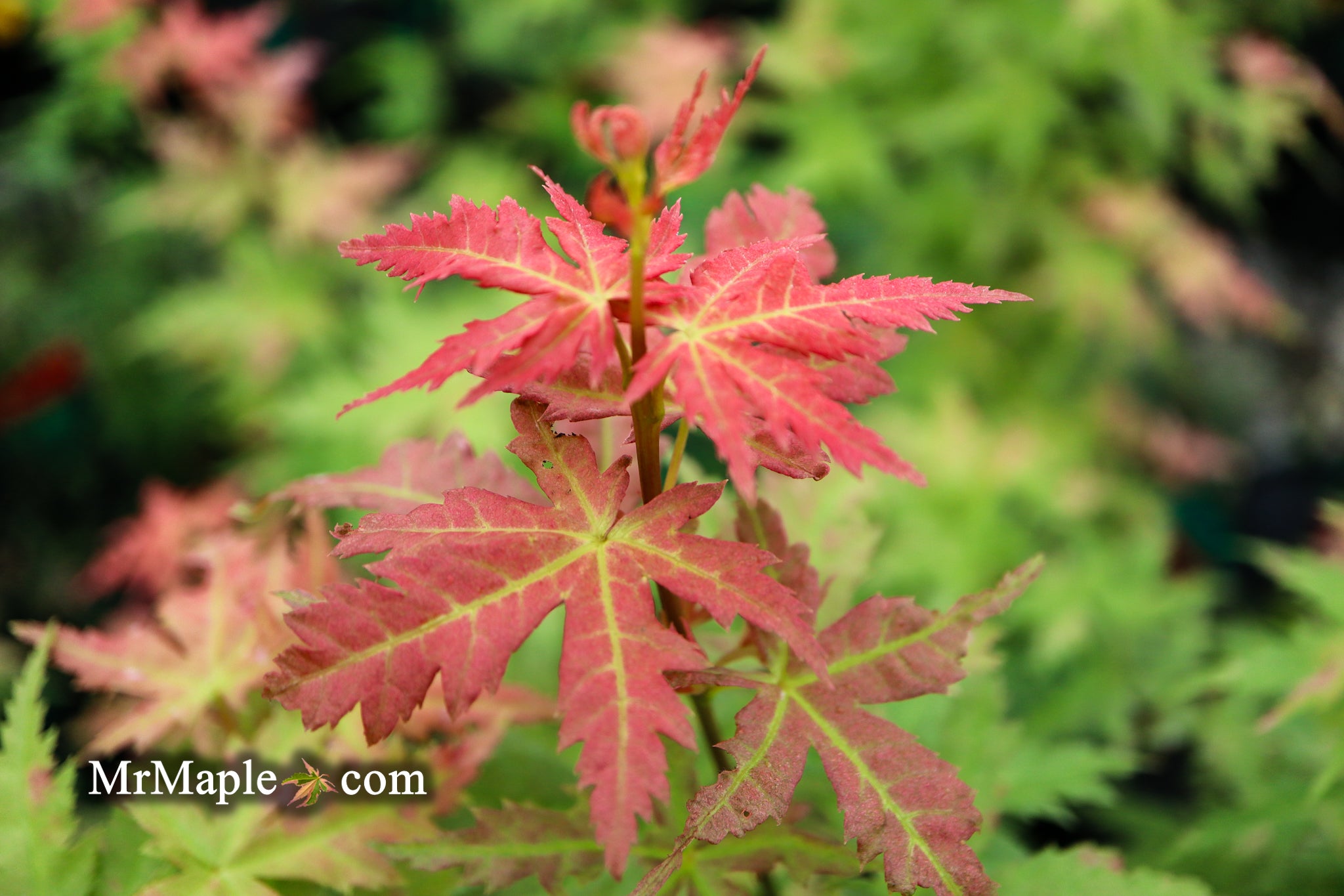 Buy Acer palmatum 'Ramona' Rare Japanese Maple — Mr Maple │ Buy ...