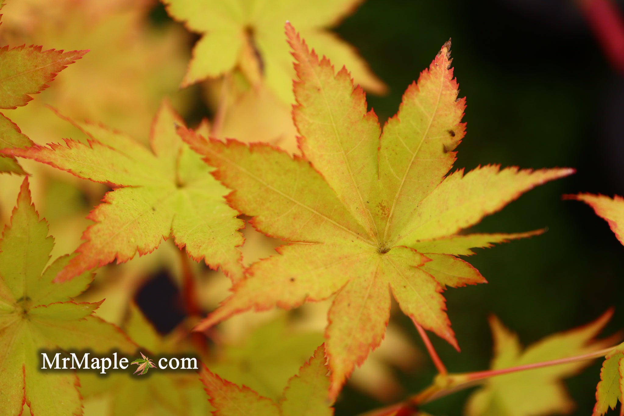Buy Acer palmatum 'Summer Gold' Japanese Maple — Mr Maple │ Buy ...