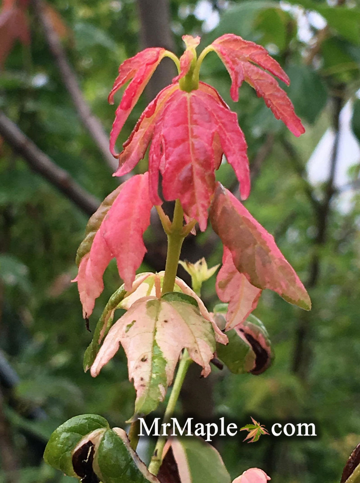 Buy Acer buergerianum 'Inazuma nishiki' Variegated Trident Maple Tree ...