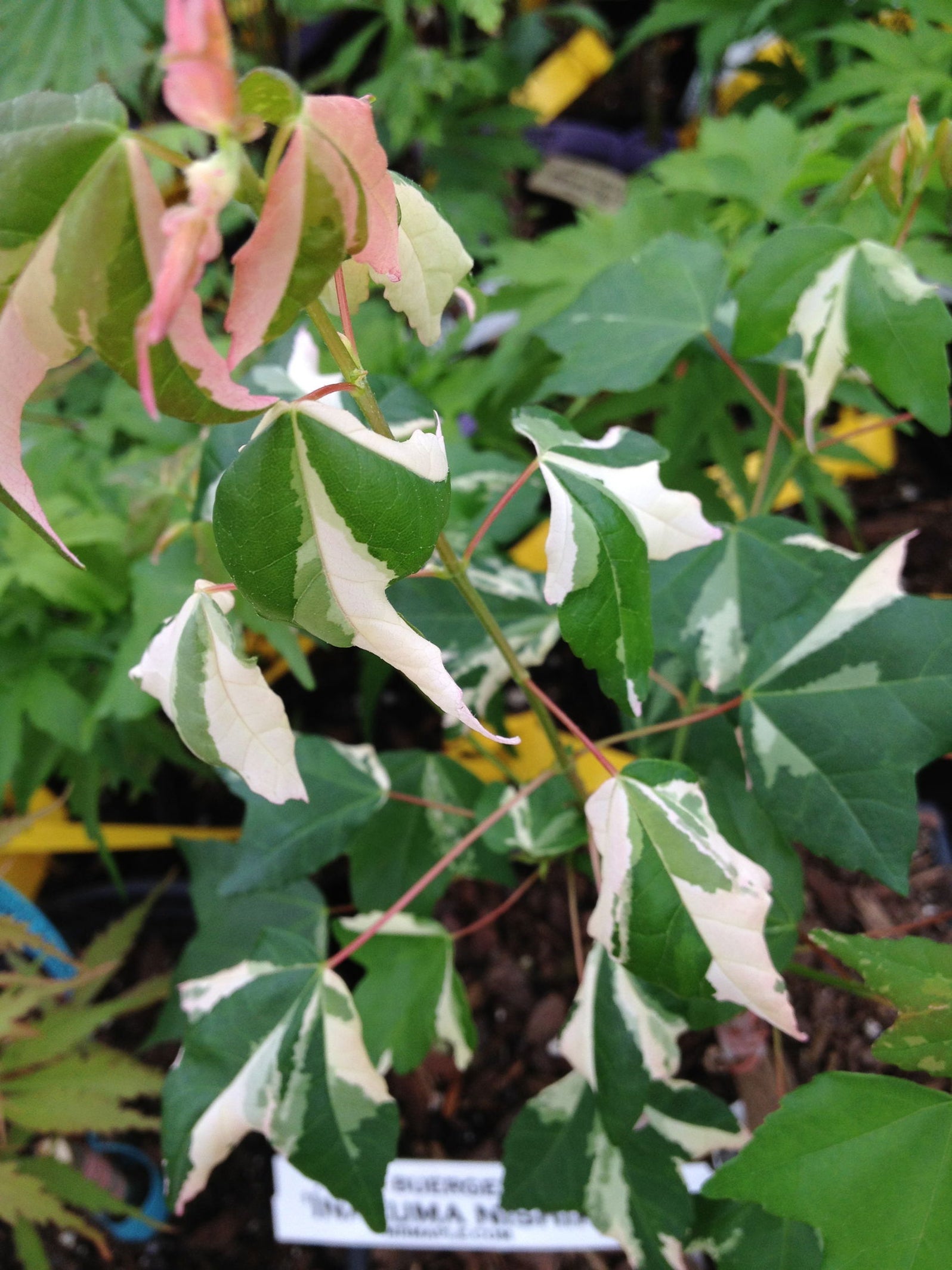 Buy Acer buergerianum 'Inazuma nishiki' Variegated Trident Maple Tree ...