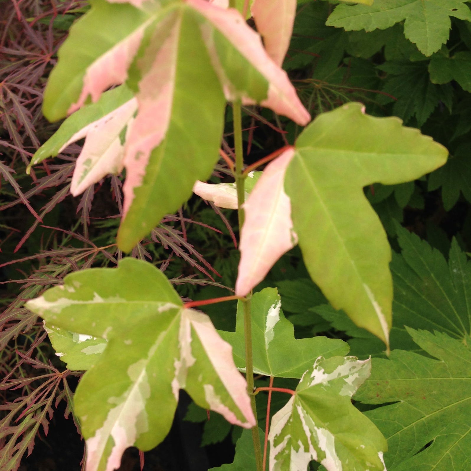 Buy Acer buergerianum 'Inazuma nishiki' Variegated Trident Maple Tree ...