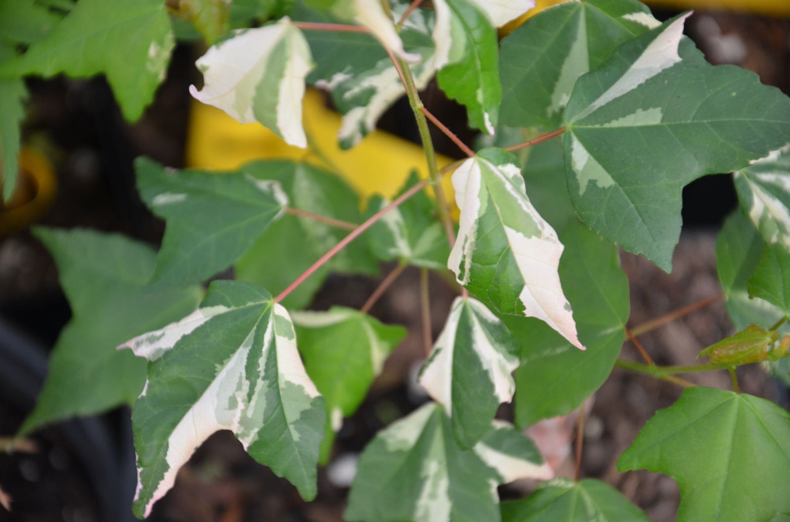 Buy Acer buergerianum 'Inazuma nishiki' Variegated Trident Maple Tree ...