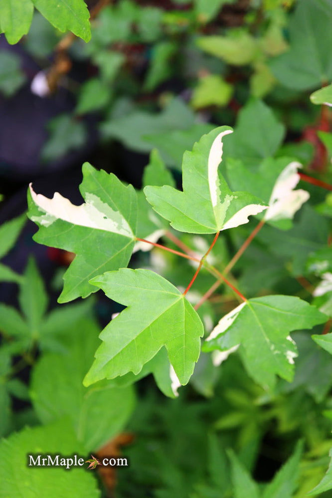 Buy Acer buergerianum 'Inazuma nishiki' Variegated Trident Maple Tree ...