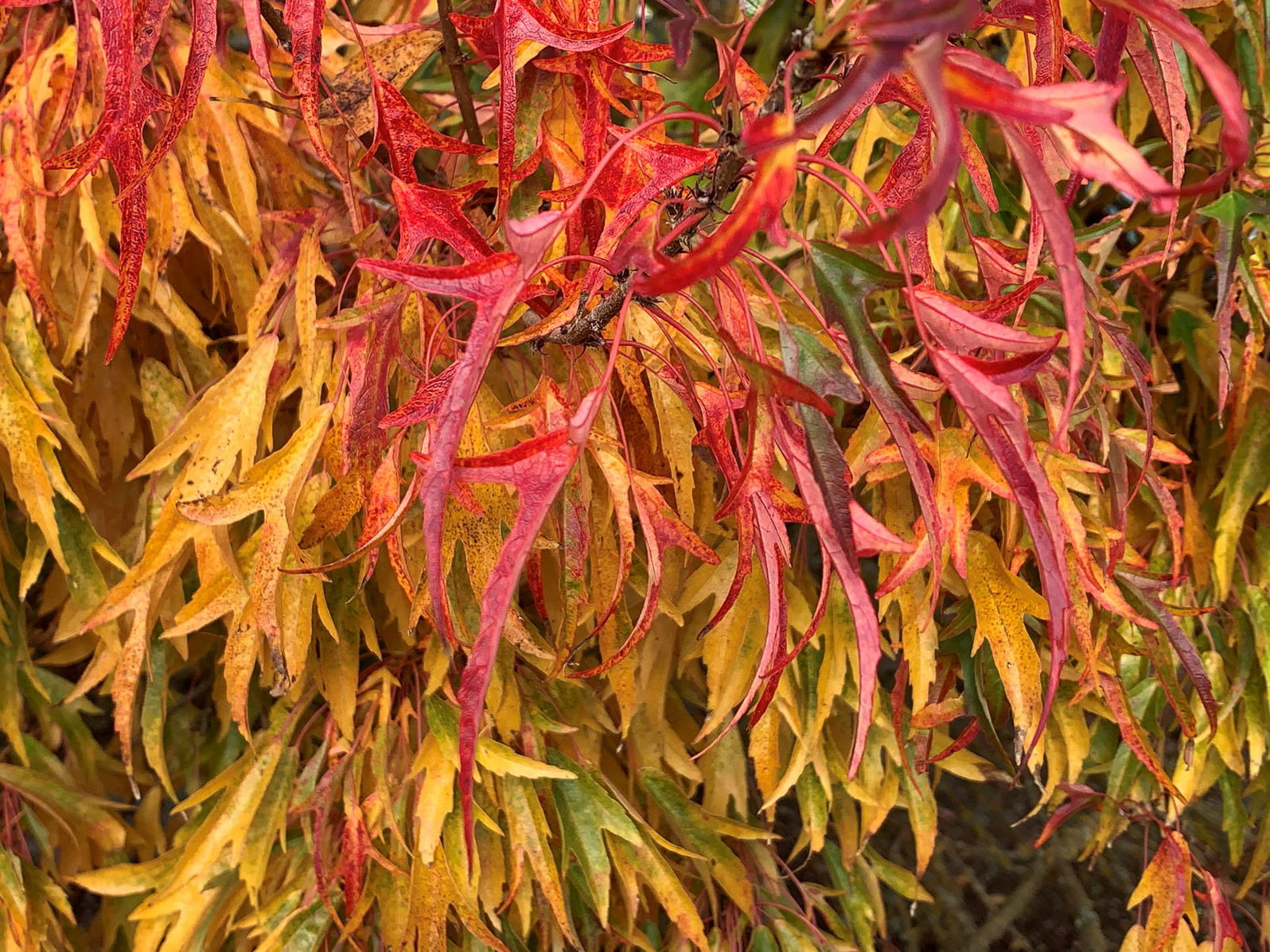 Buy Acer buergerianum 'Mino yatsubusa' Dwarf Trident Maple — Mr Maple ...