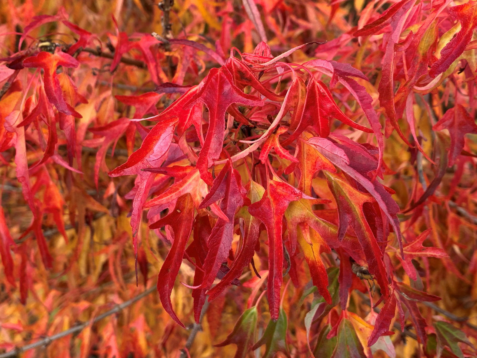 All Available Cultivars — Mr Maple │ Buy Japanese Maple Trees