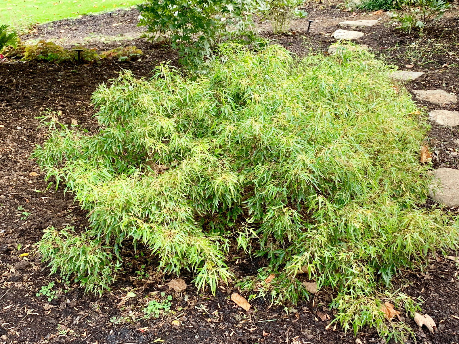 Buy Acer buergerianum 'Mino yatsubusa' Dwarf Trident Maple — Mr Maple ...