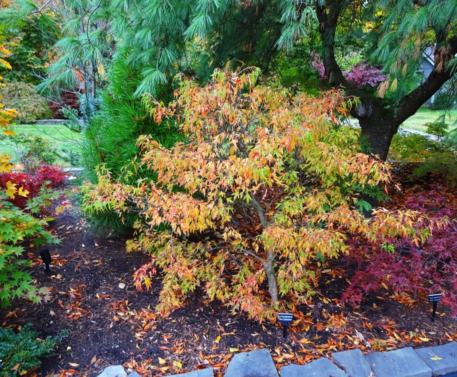 Buy Acer buergerianum 'Mino yatsubusa' Dwarf Trident Maple — Mr Maple ...