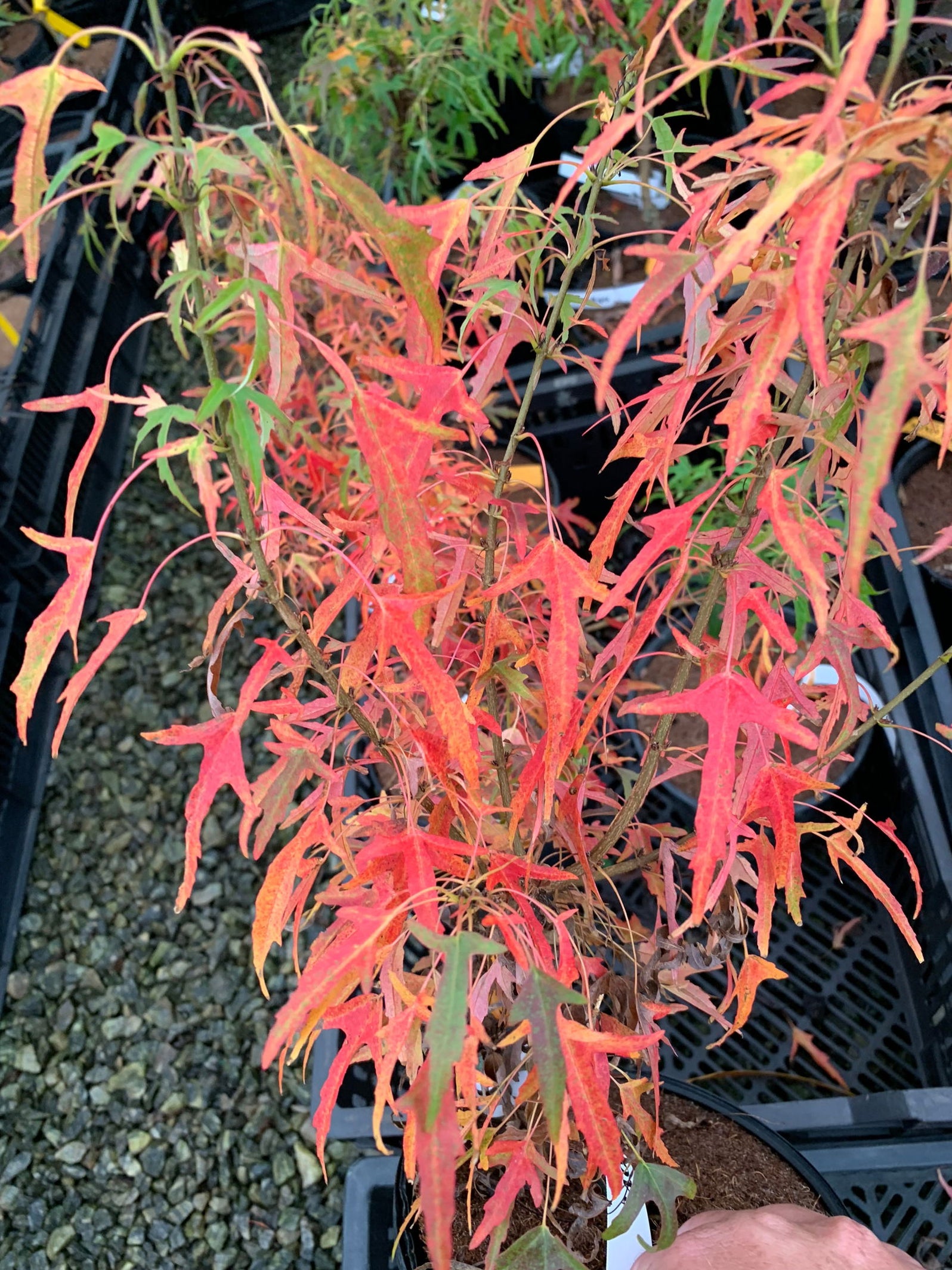 Buy Acer buergerianum 'Mino yatsubusa' Dwarf Trident Maple — Mr Maple ...