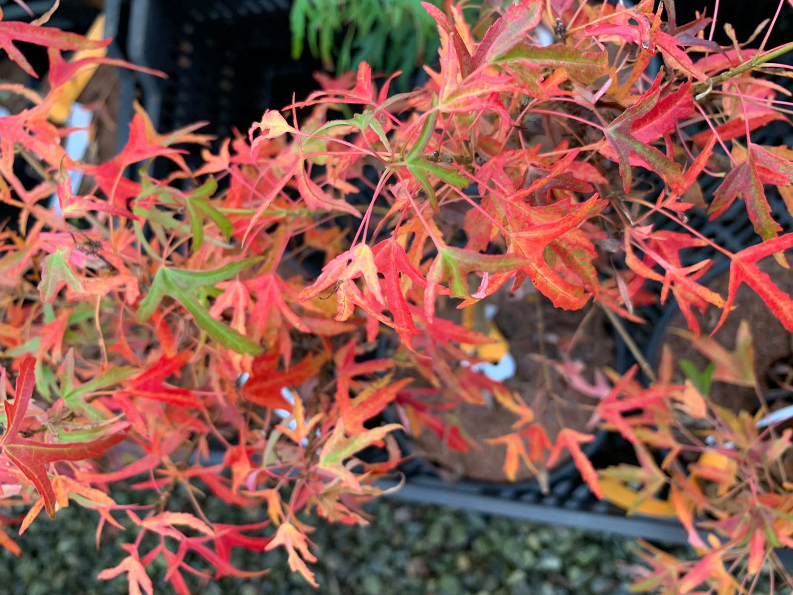 Buy Acer buergerianum 'Mino yatsubusa' Dwarf Trident Maple — Mr Maple ...