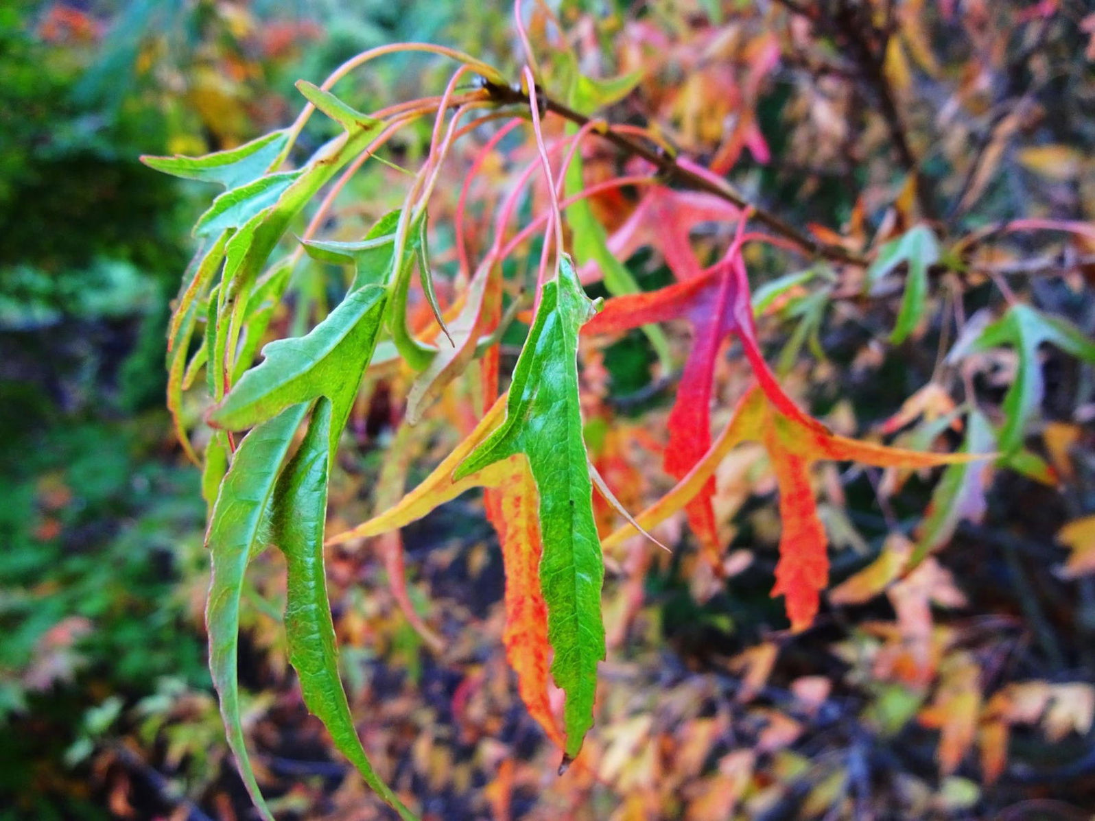 Buy Acer buergerianum 'Mino yatsubusa' Dwarf Trident Maple — Mr Maple ...