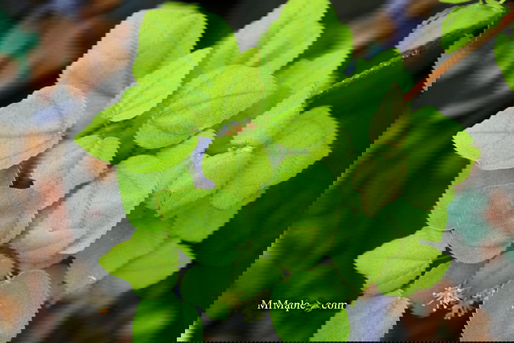 Buy Acer buergerianum 'Miyadono' Dwarf Trident Maple — Mr Maple │ Buy ...